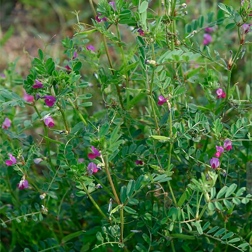 Semillas ecológicas de veza sativa (Vicia sativa) 25kg