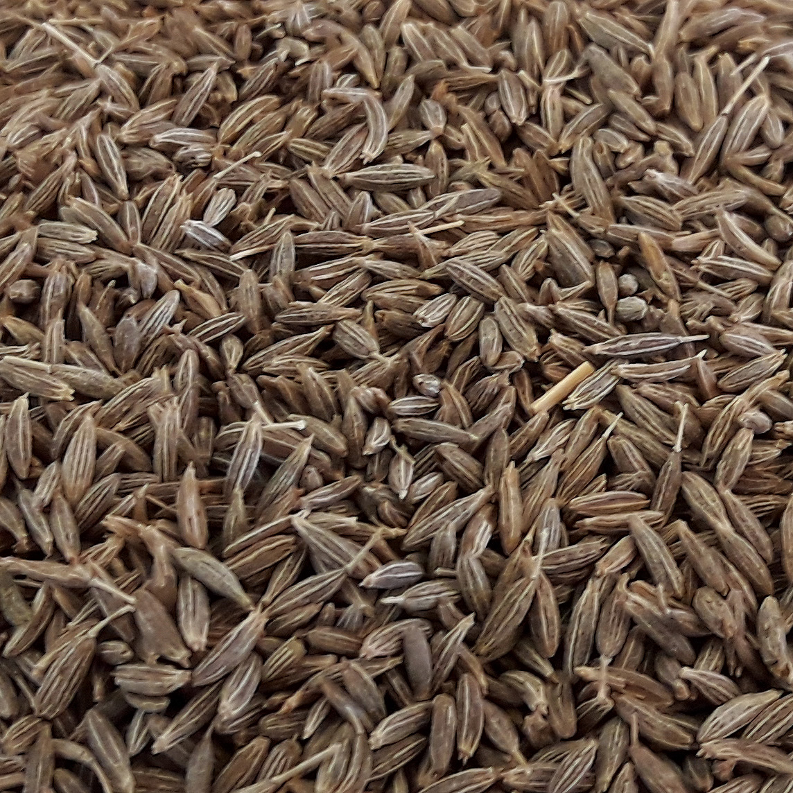 COMINO EN GRANO 120g [15-1030P] : SocChefShop