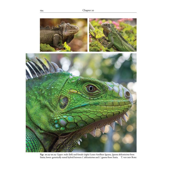 REPTILES OF THE LESSER ANTILLES [L0031762] - 128,00€ : Oryx. La tienda ...